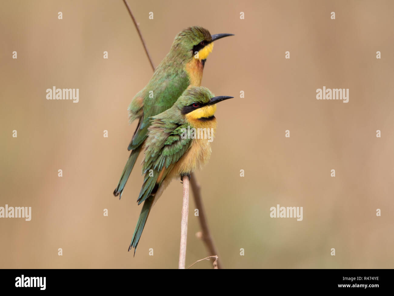 Little Bee-eater (Merops pusillus Stock Photo - Alamy