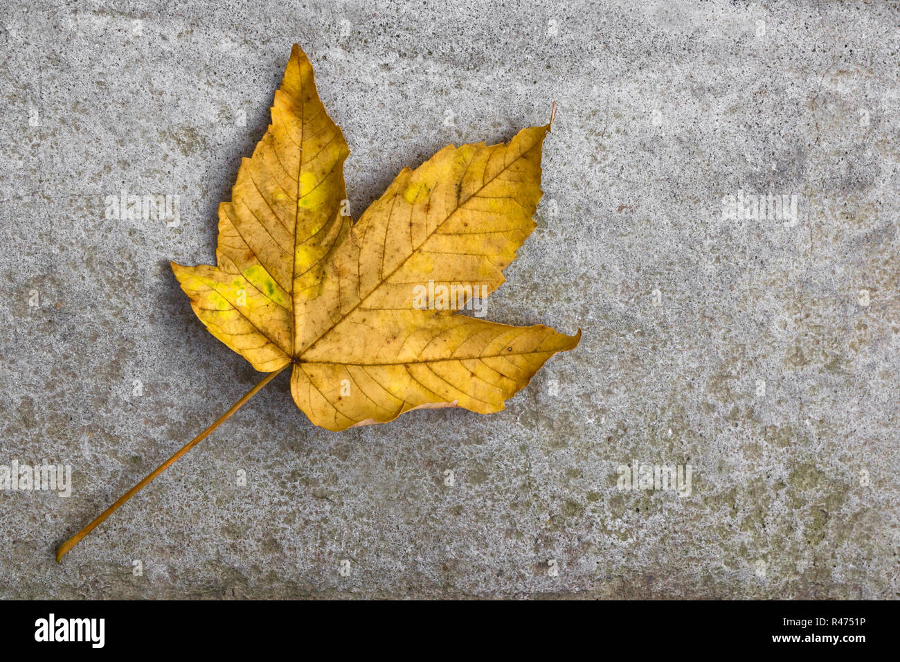 Dead acer leaf hi-res stock photography and images - Alamy