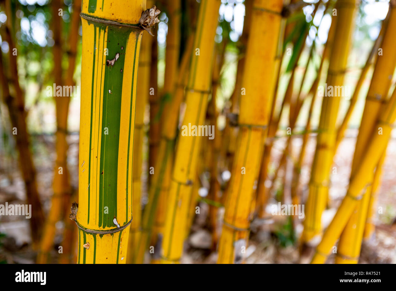 Beauty of bamboo trees hi-res stock photography and images - Alamy