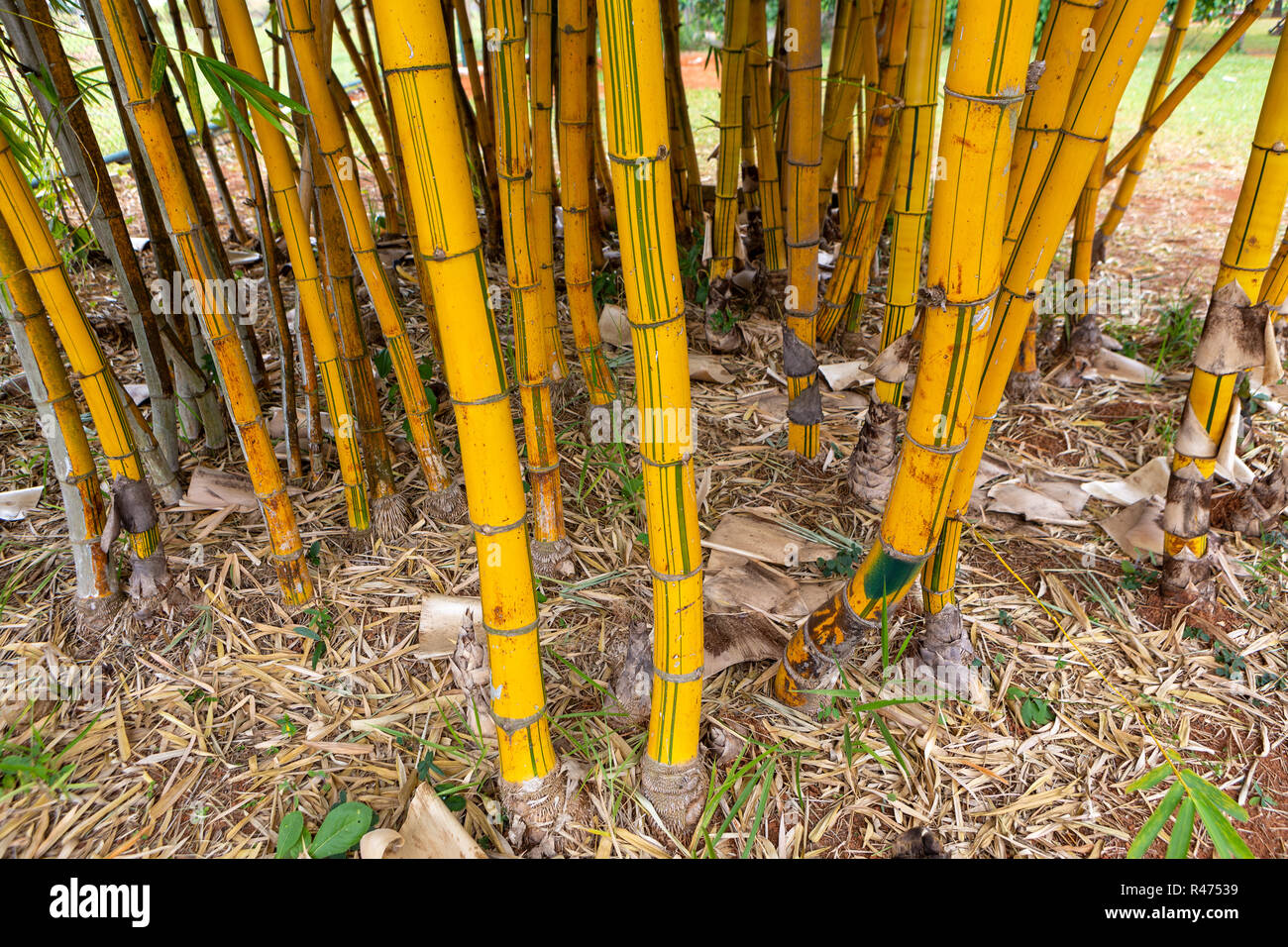 Beauty of bamboo trees hi-res stock photography and images - Alamy