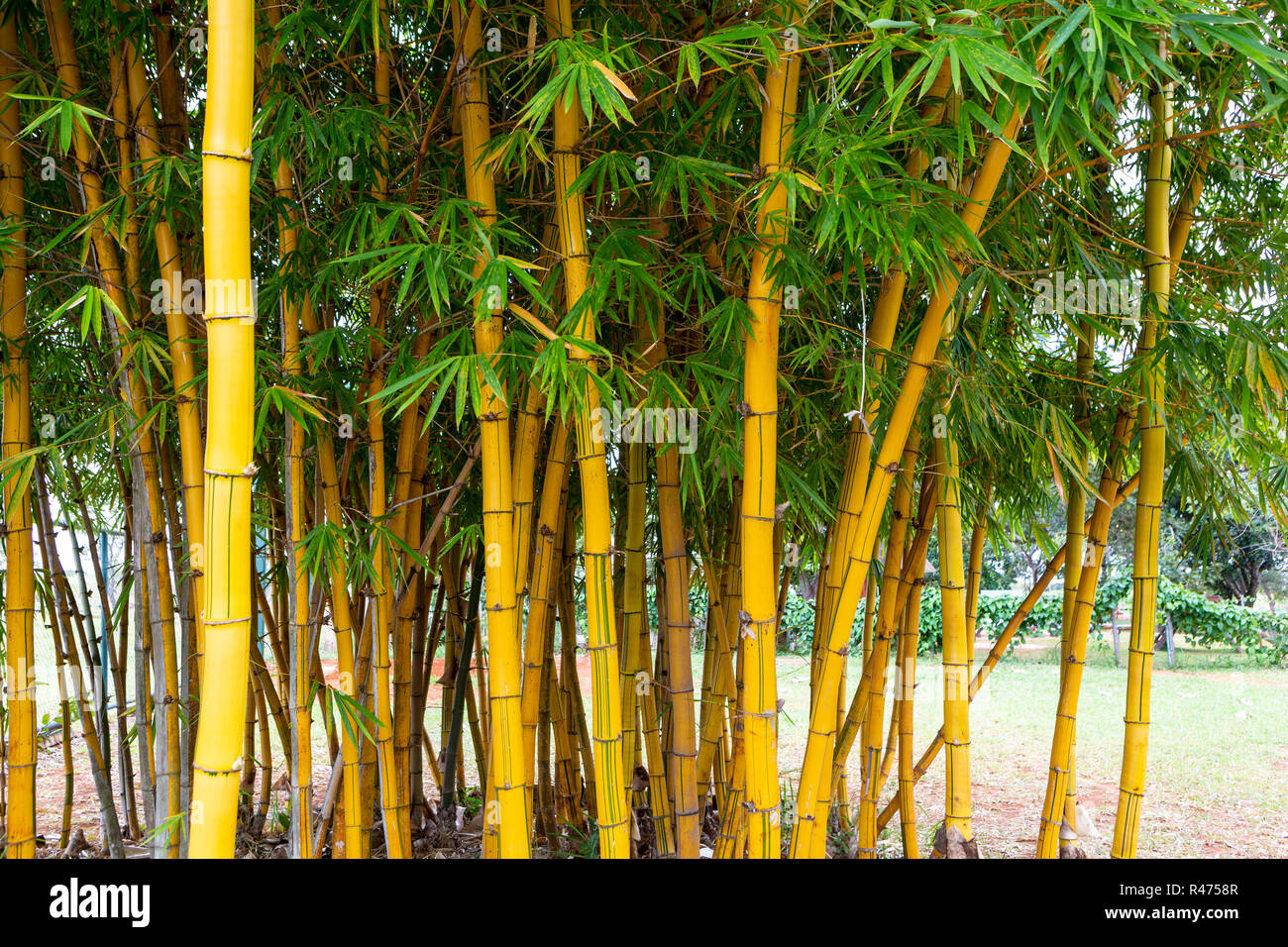 Bamboo trees in garden Stock Photo - Alamy