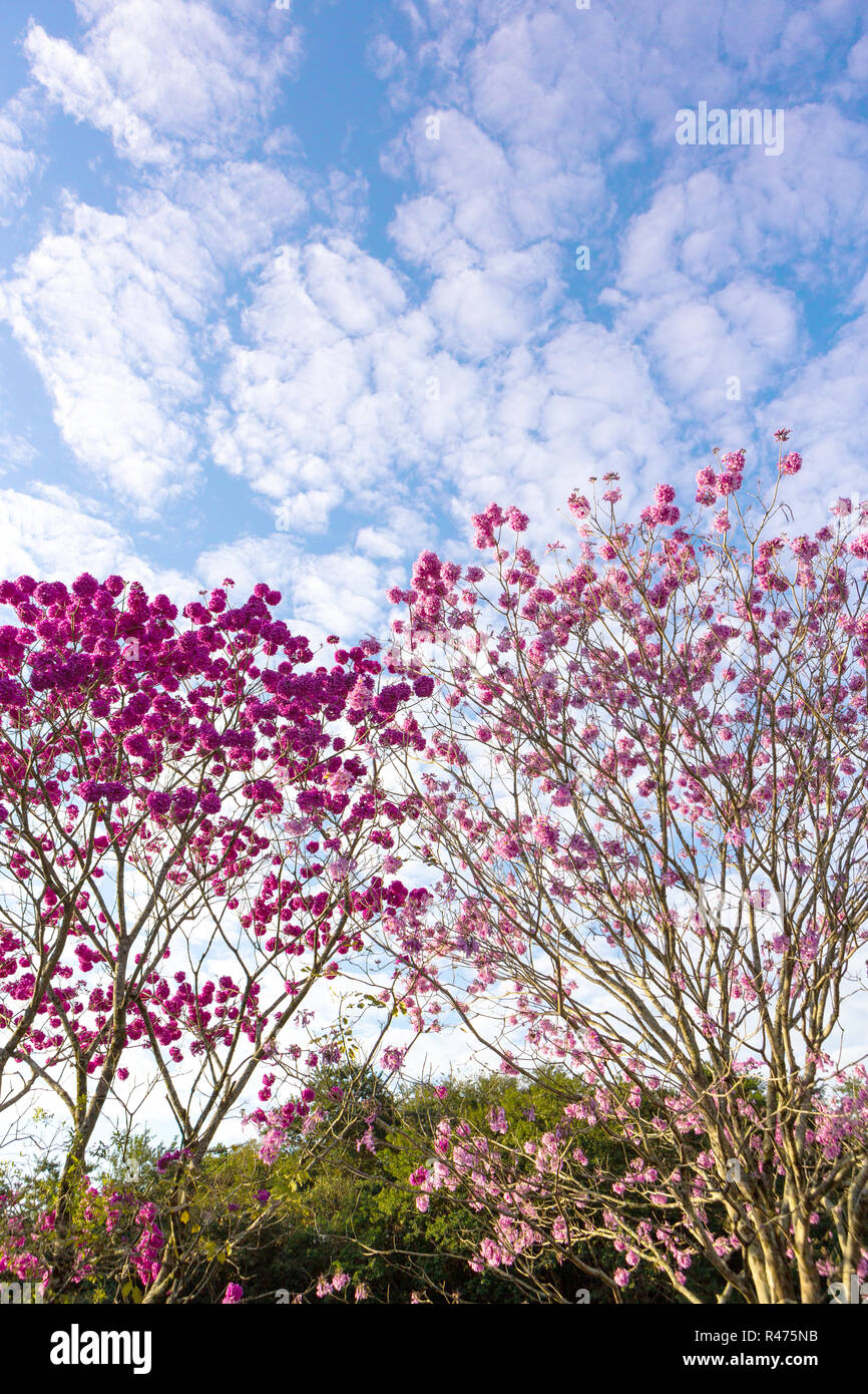 Ipe of brazil national flower hi-res stock photography and images - Alamy
