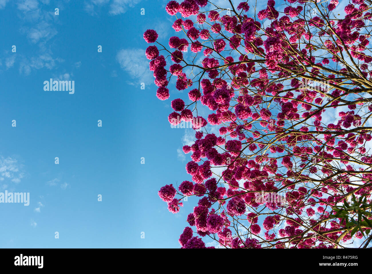 Ipe of brazil national flower hi-res stock photography and images - Alamy