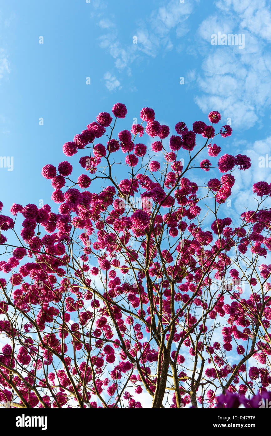 Ipe of brazil national flower hi-res stock photography and images - Alamy