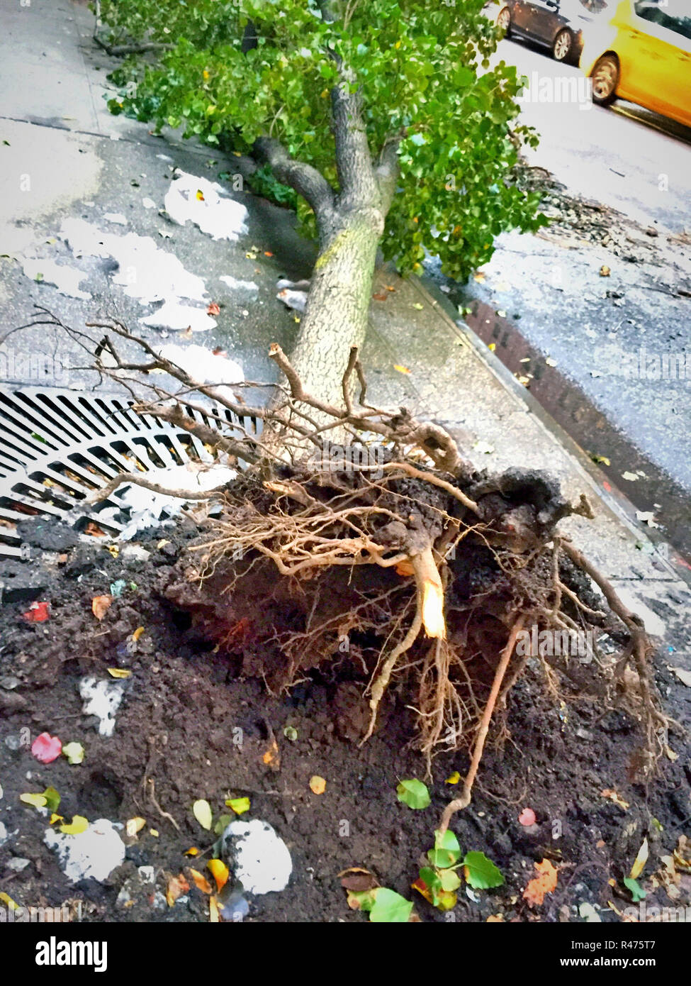 Tree on Park Avenue uprooted by wind and snowfall, NYC, USA Stock Photo ...