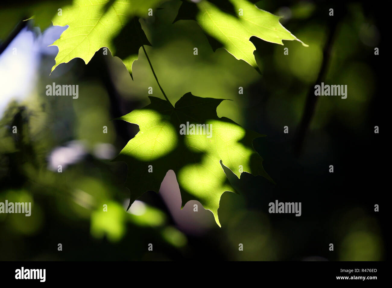 Dappled sun hi-res stock photography and images - Alamy