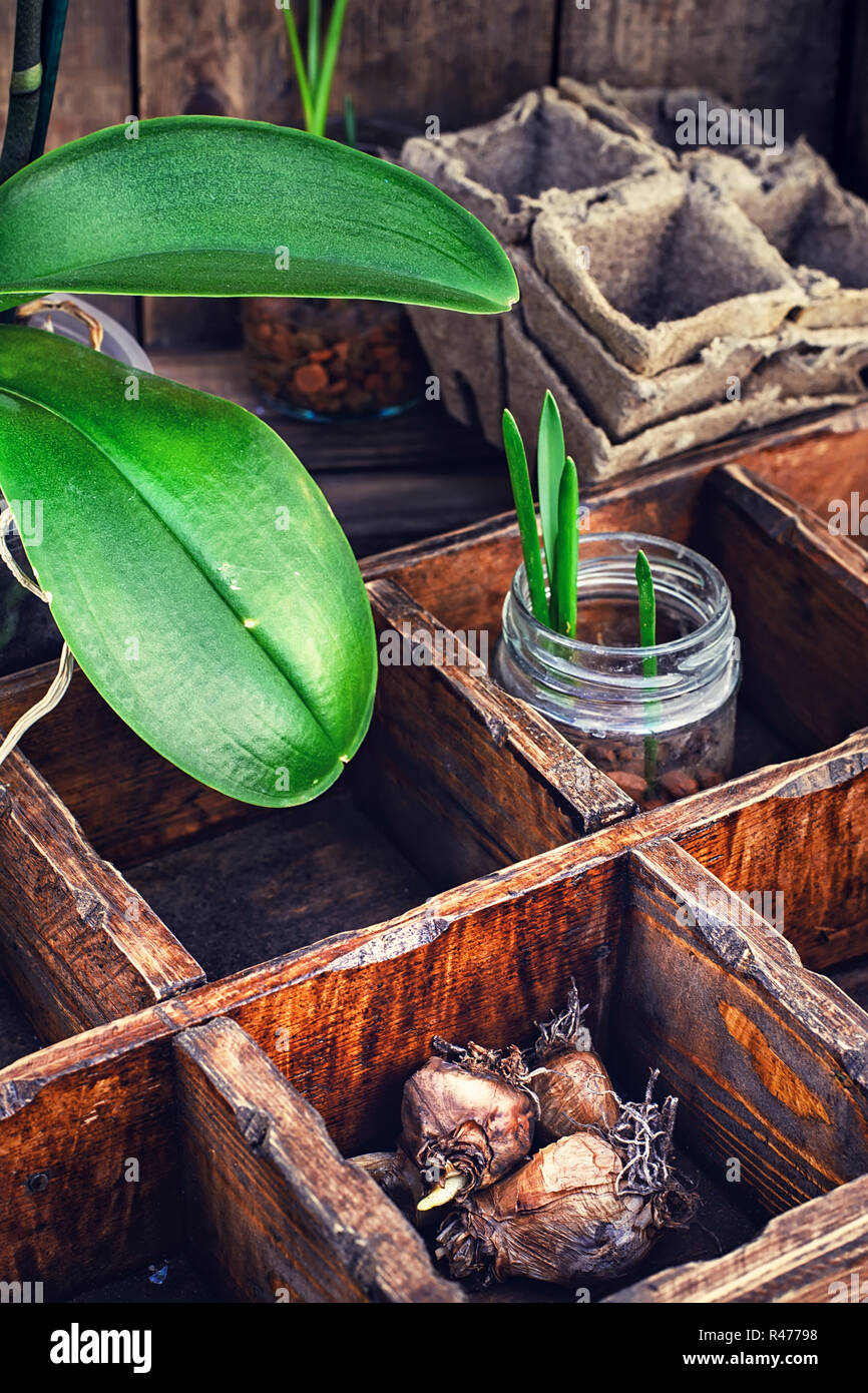 Orchid seed germination hi-res stock photography and images - Alamy