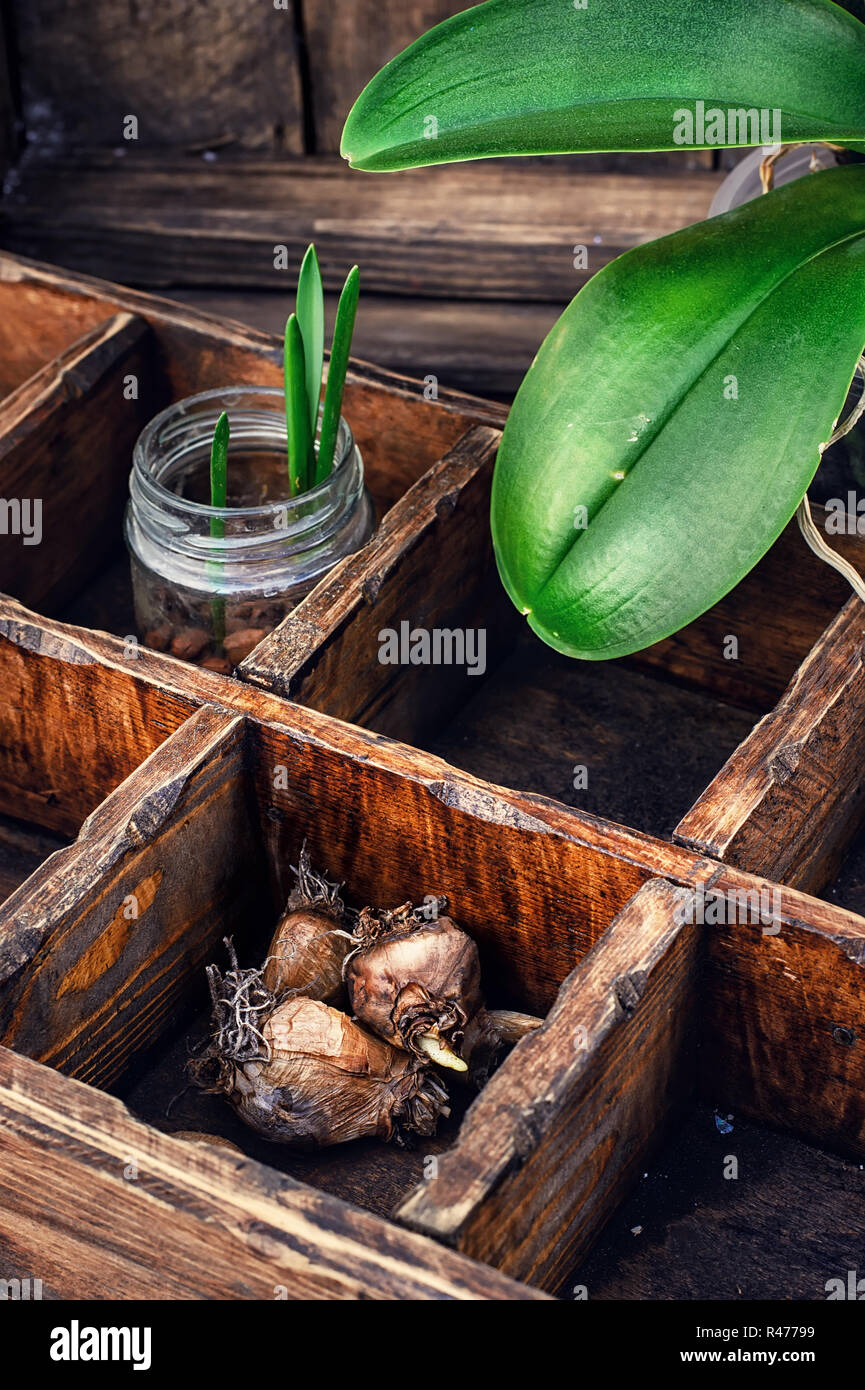 Orchid seed germination hi-res stock photography and images - Alamy