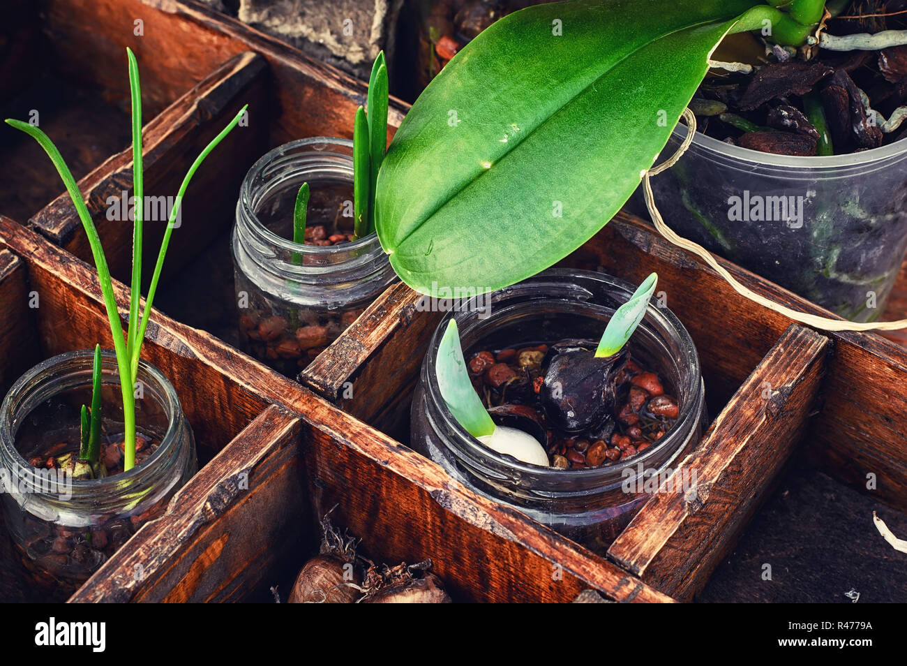 Orchid seed germination hi-res stock photography and images - Alamy