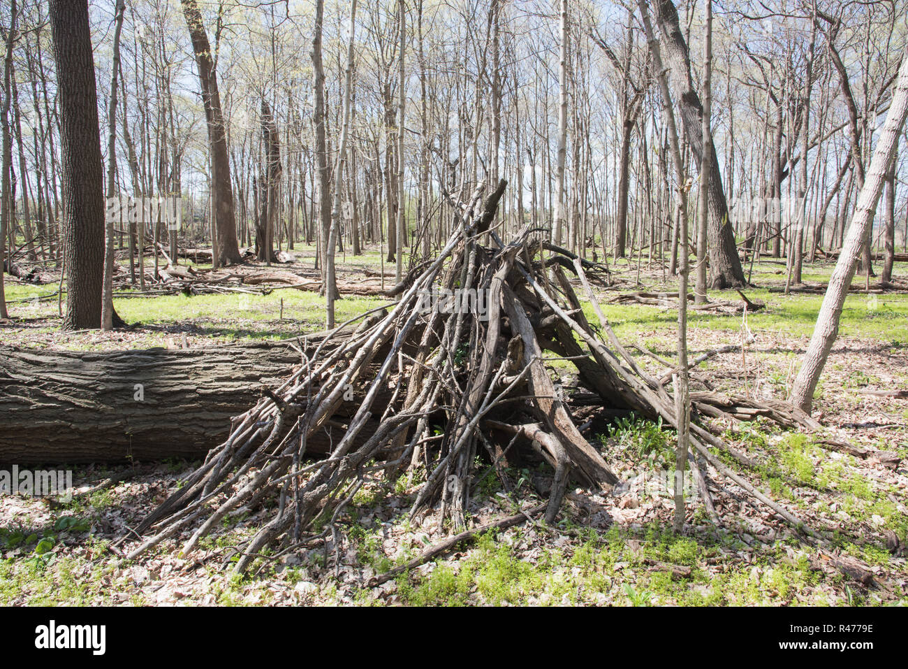 Fallen tree and organised sticks in the native forest at McDowell Grove ...
