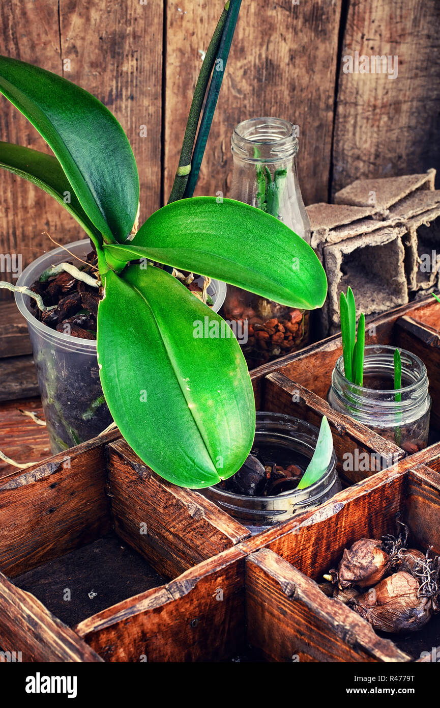 Orchid seed germination hi-res stock photography and images - Alamy
