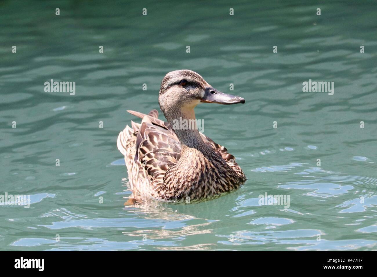 Strong duck hi-res stock photography and images - Alamy