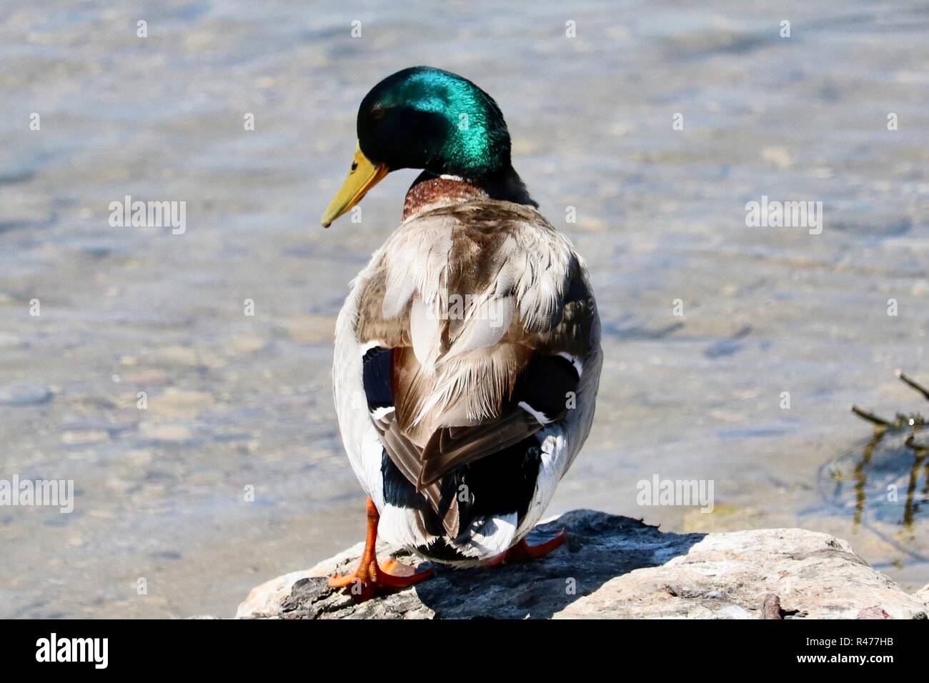 Strong duck hi-res stock photography and images - Alamy
