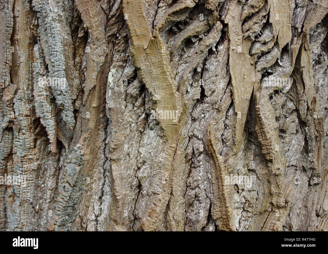 Rough willow bark hi-res stock photography and images - Alamy
