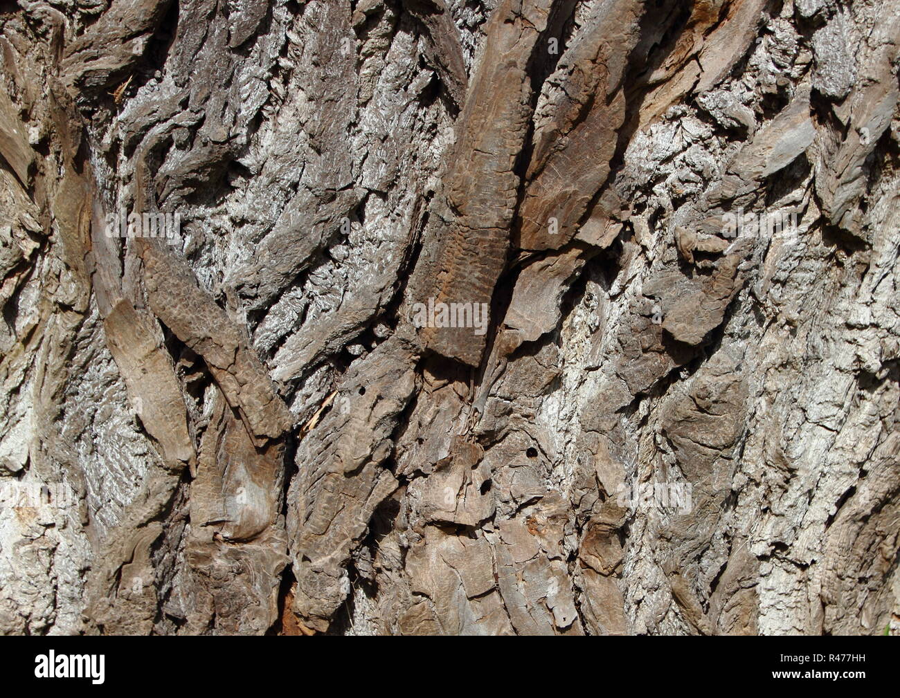 Rough willow bark hi-res stock photography and images - Alamy
