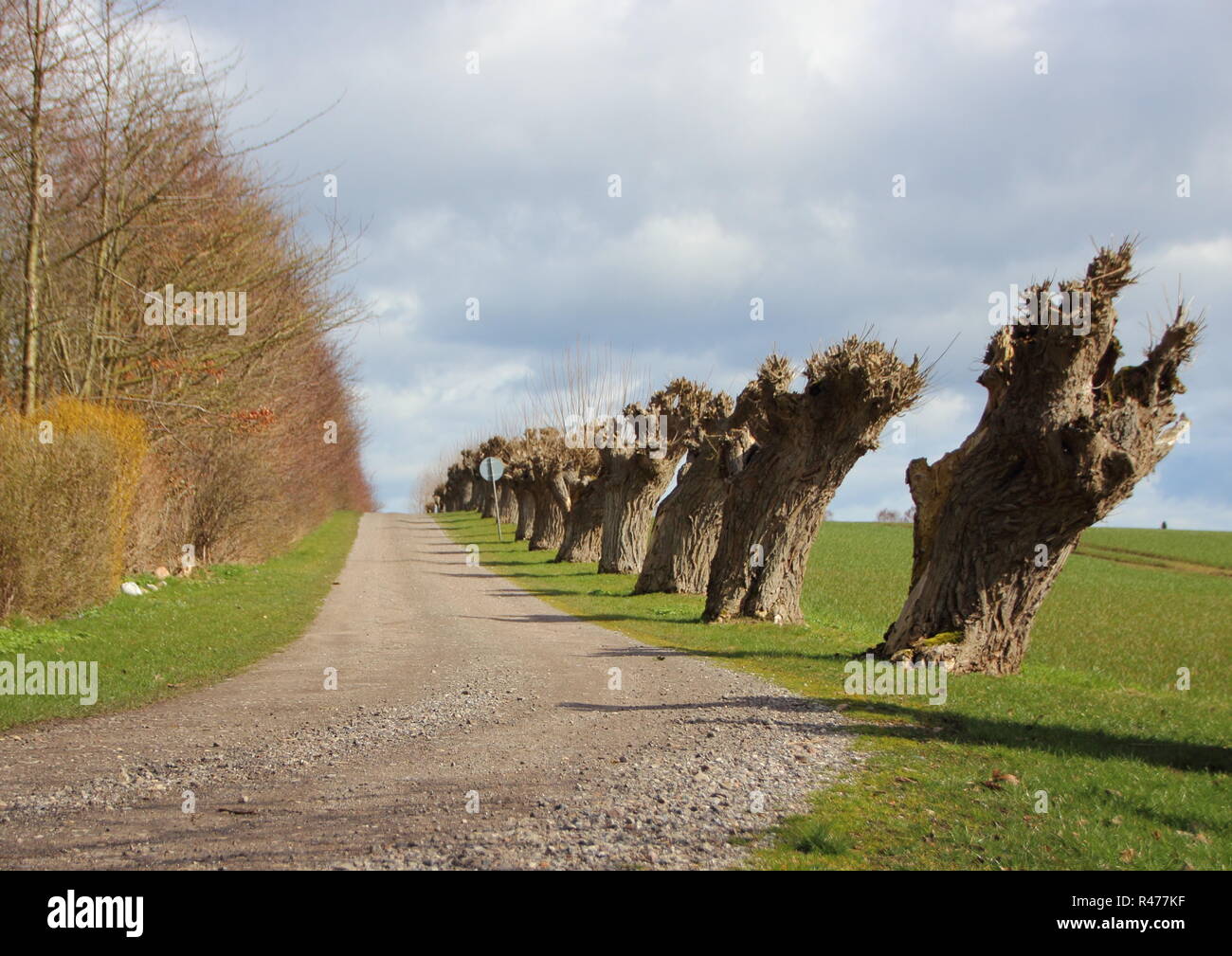 Rural Windy Road with Line of Old Willow Trees Stock Photo - Alamy