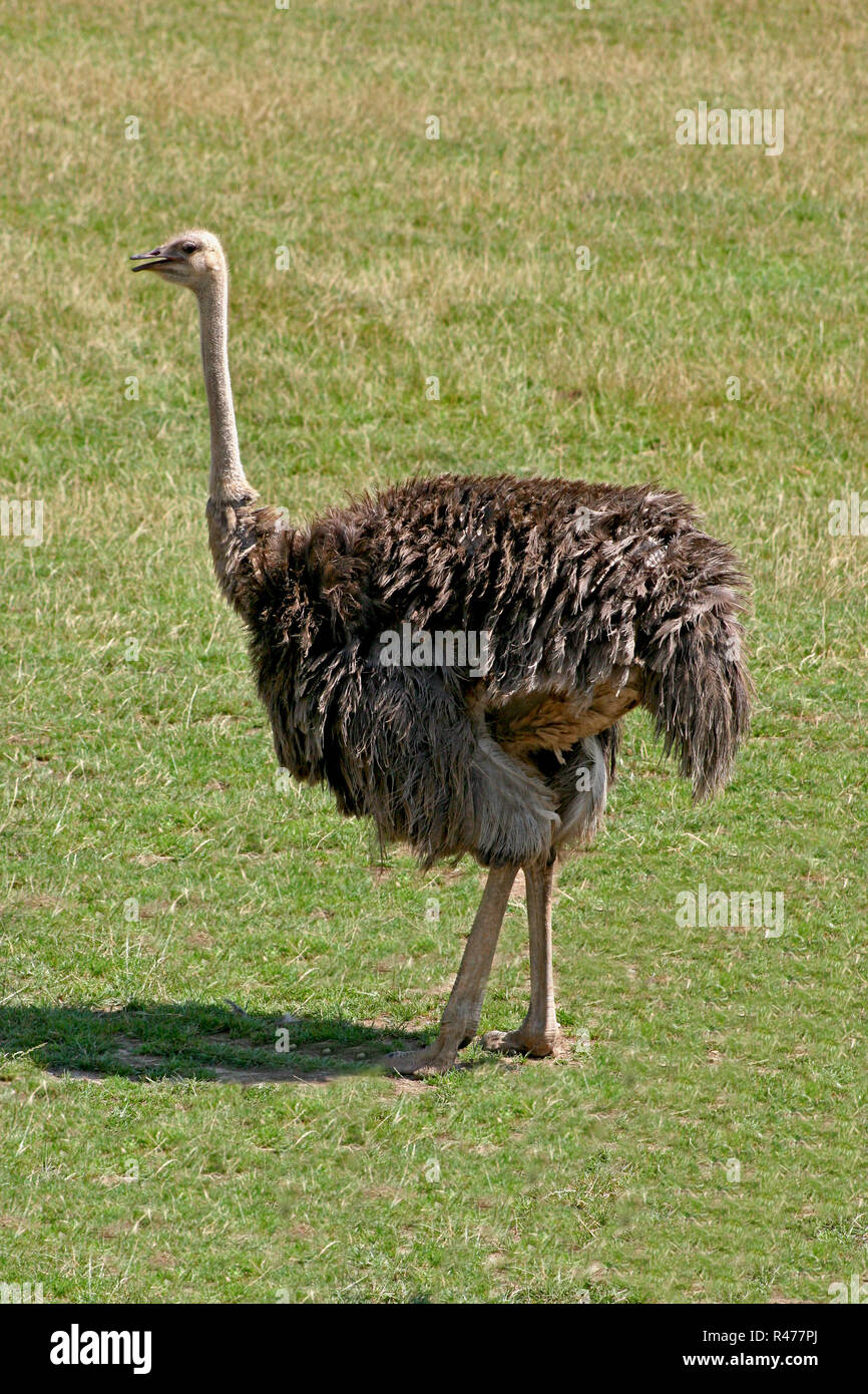 Ostrich with long legs hi-res stock photography and images - Alamy