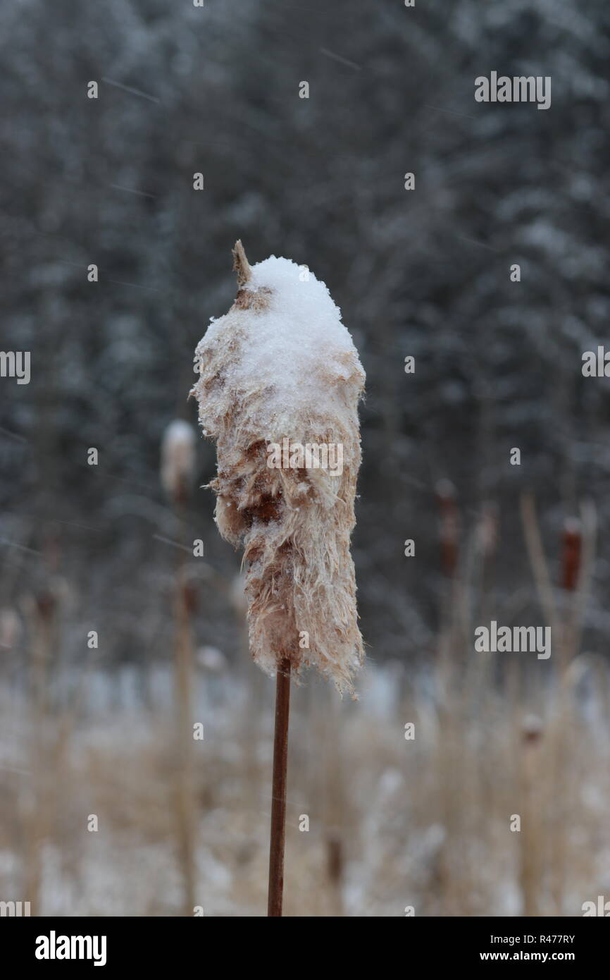 Winter Gloom Stock Photo - Alamy