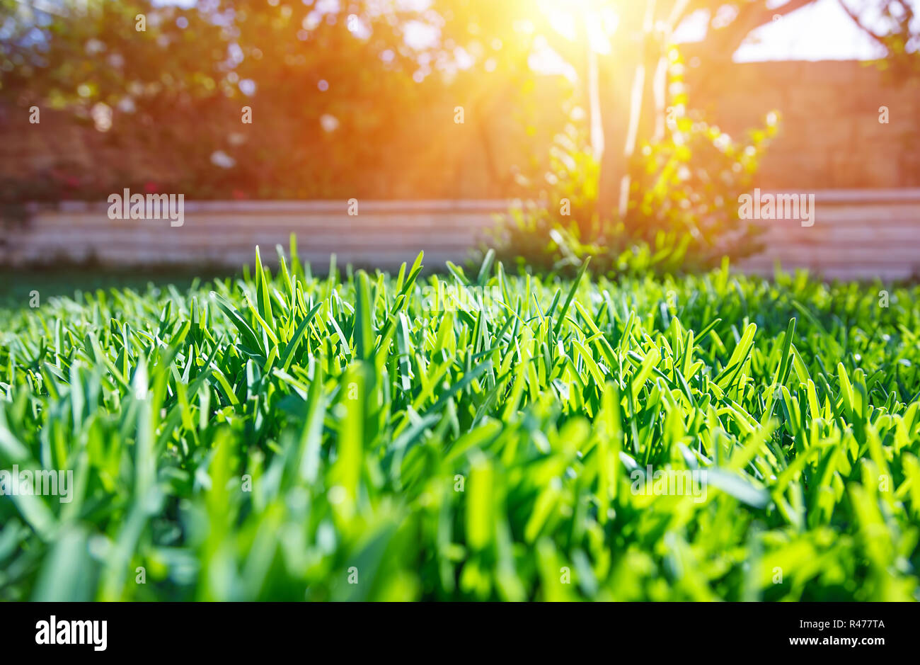 Fresh green backyard Stock Photo - Alamy