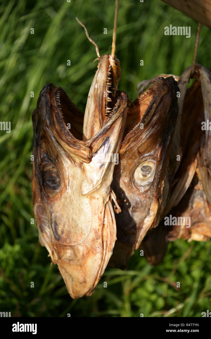 Death fish hi-res stock photography and images - Alamy
