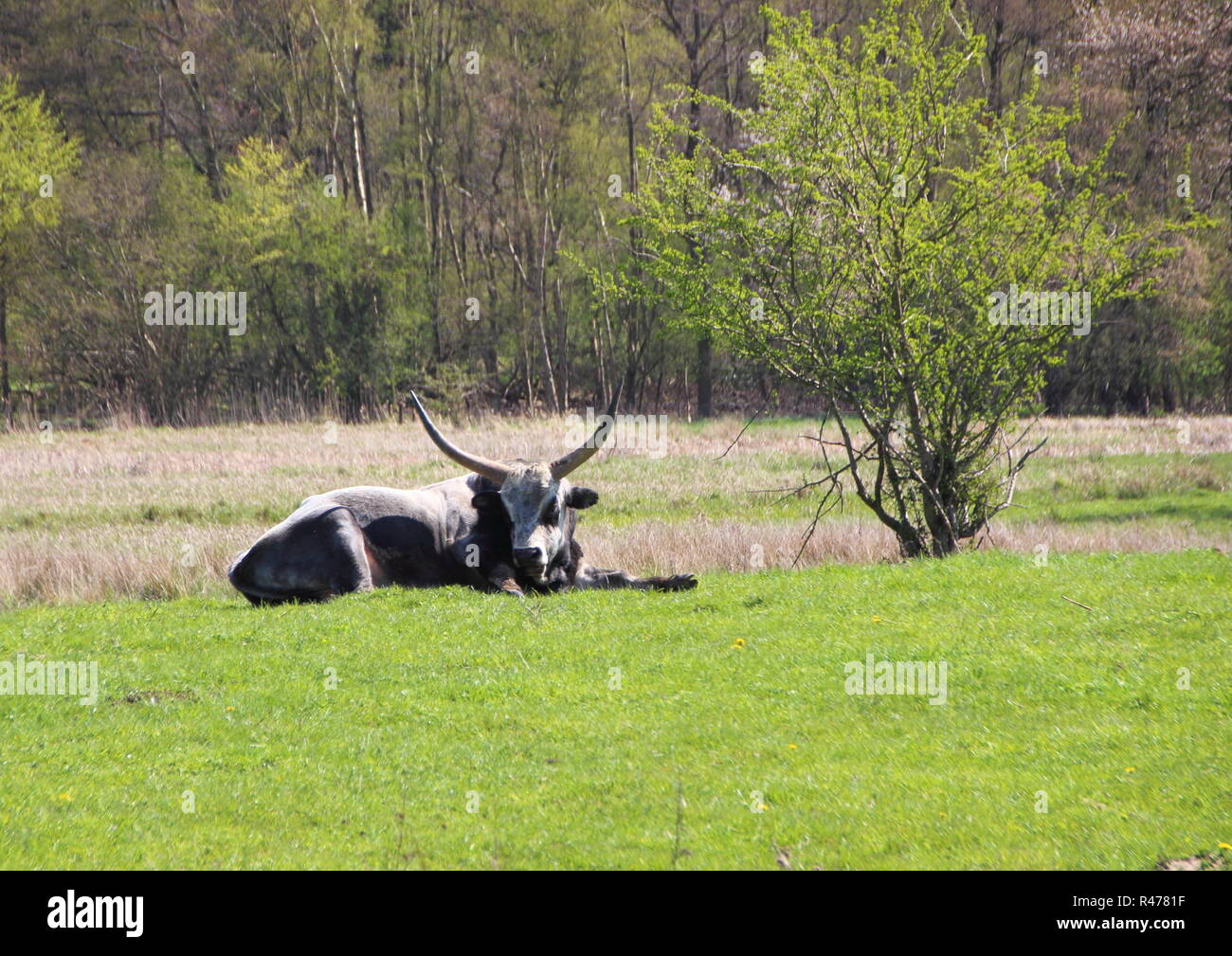 The gray ox hi-res stock photography and images - Alamy