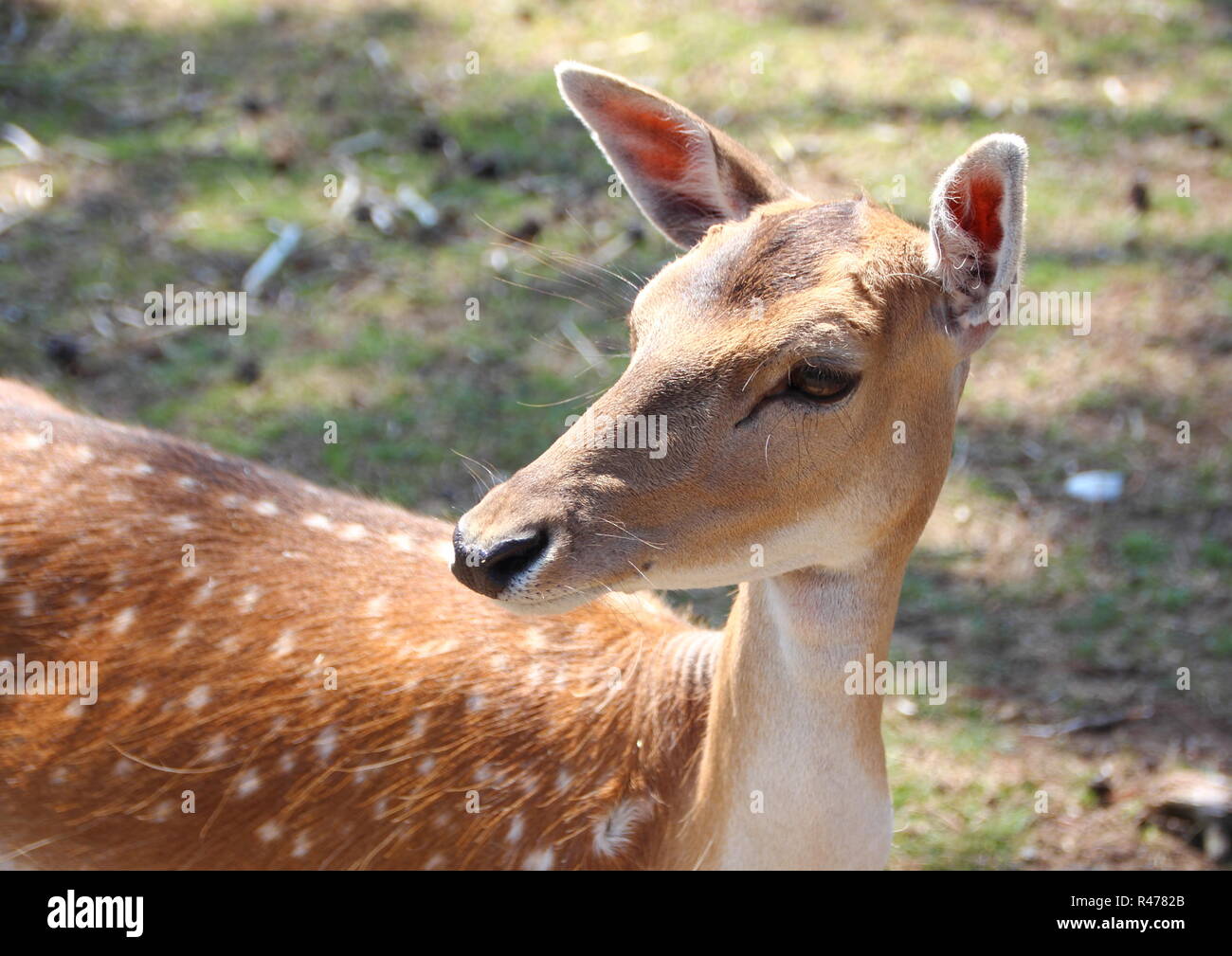 Female Fallow Deer looking to the Left Stock Photo - Alamy