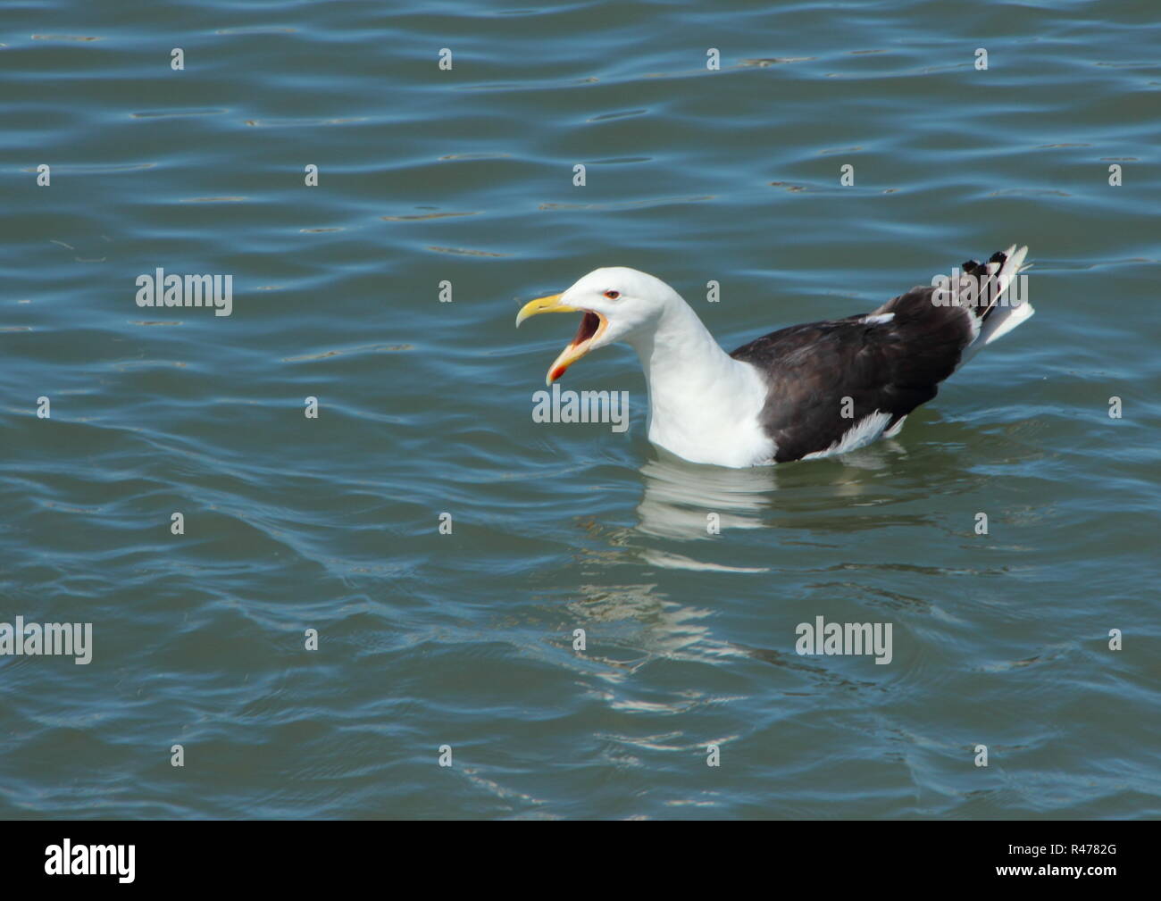 Screaming Seagull Swimming on Water and looking Left Stock Photo - Alamy