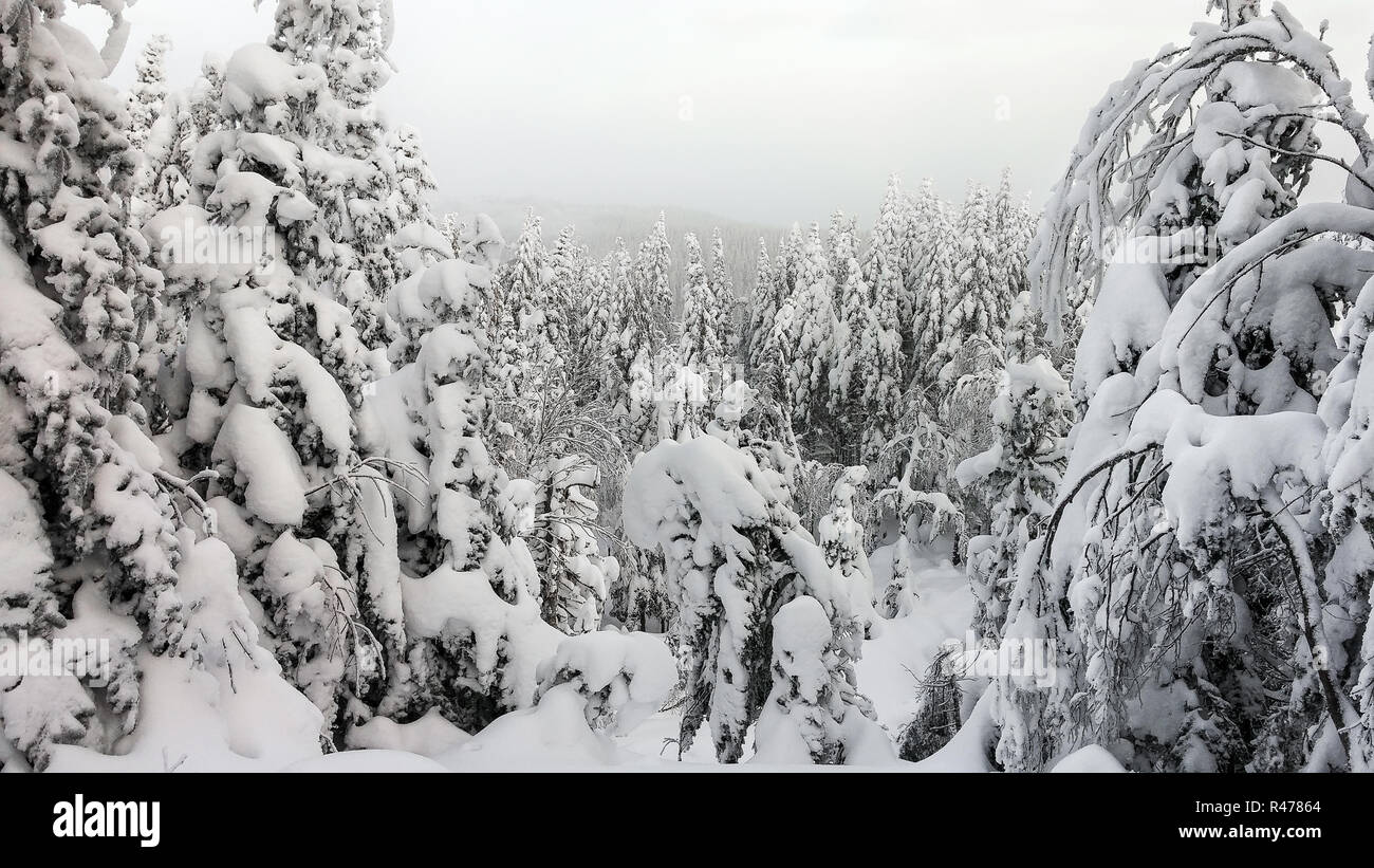 Bending winter hi-res stock photography and images - Alamy