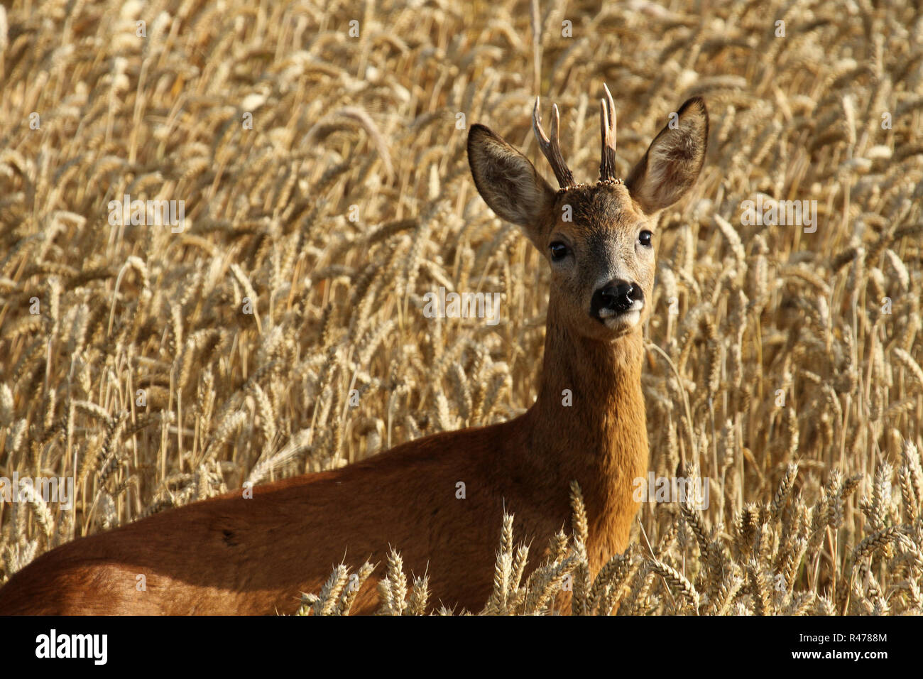 Geha field hi-res stock photography and images - Alamy