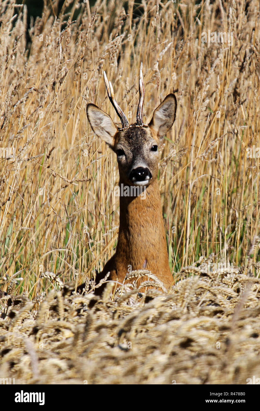 Strong roebuck hi-res stock photography and images - Alamy