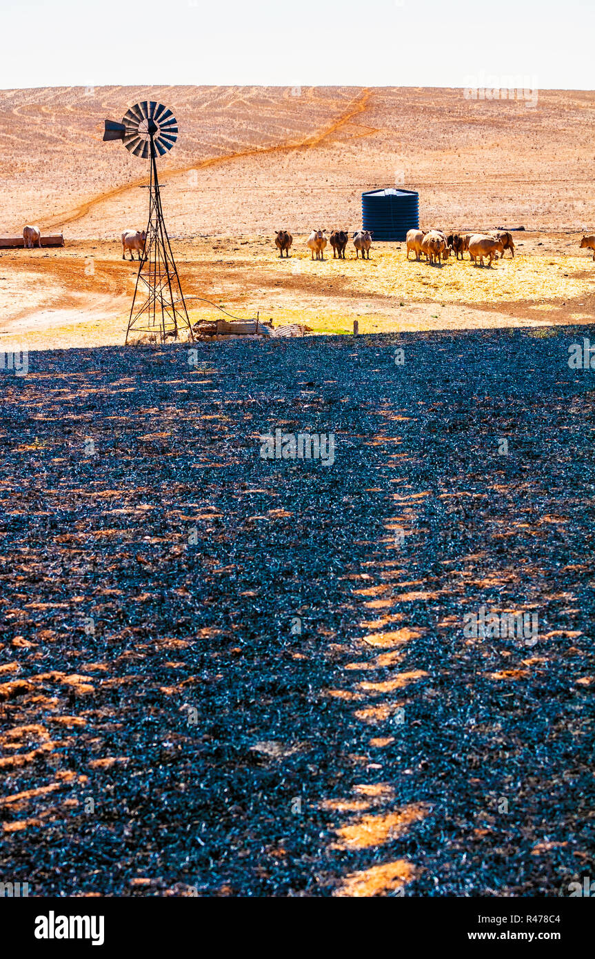 After the fire Australian paddock burning Stock Photo - Alamy