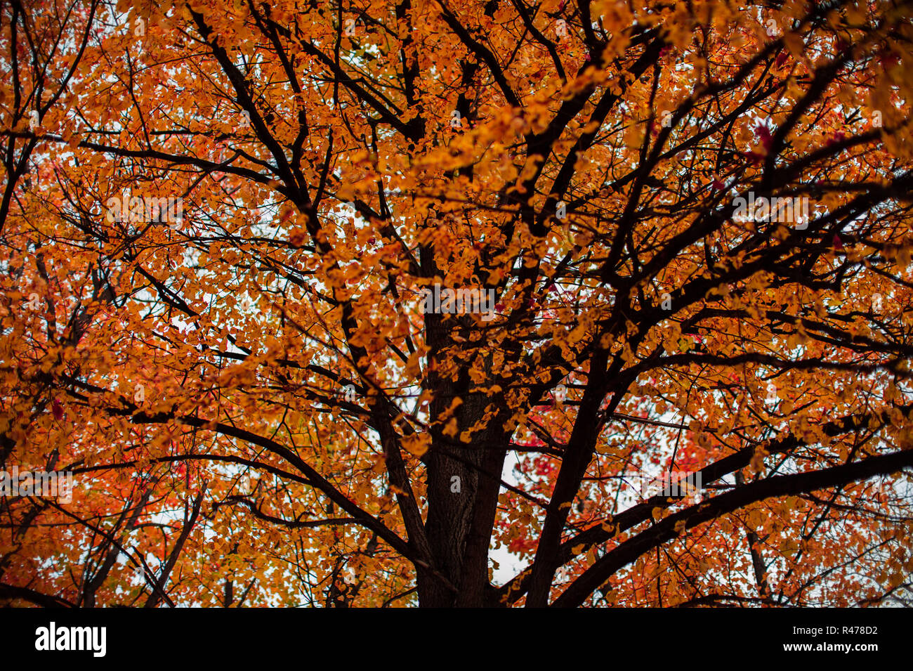 Autumn tree closeup Stock Photo - Alamy