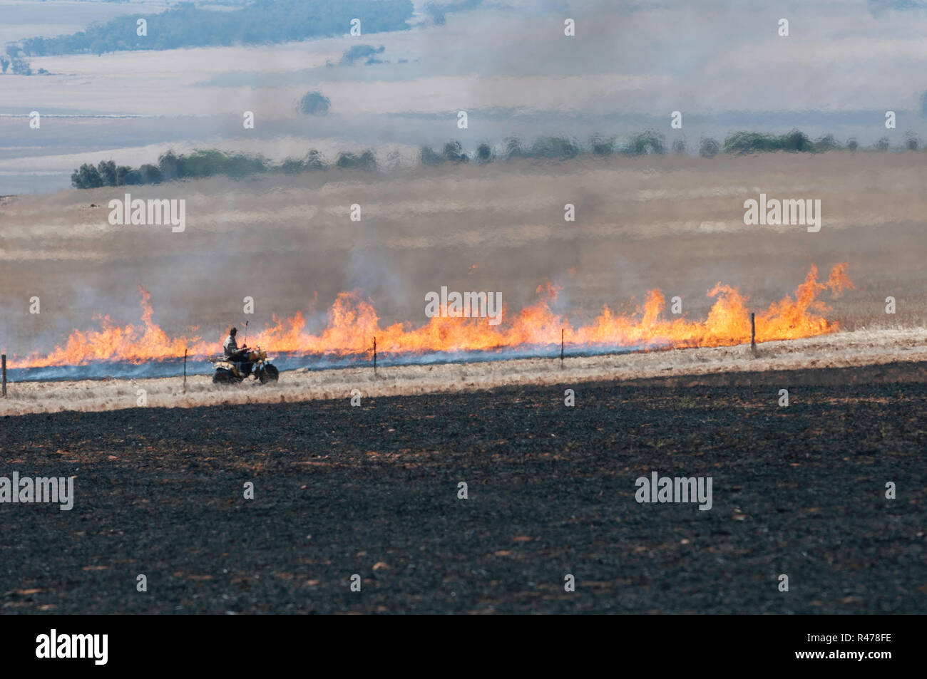 Australian red ash hi-res stock photography and images - Alamy