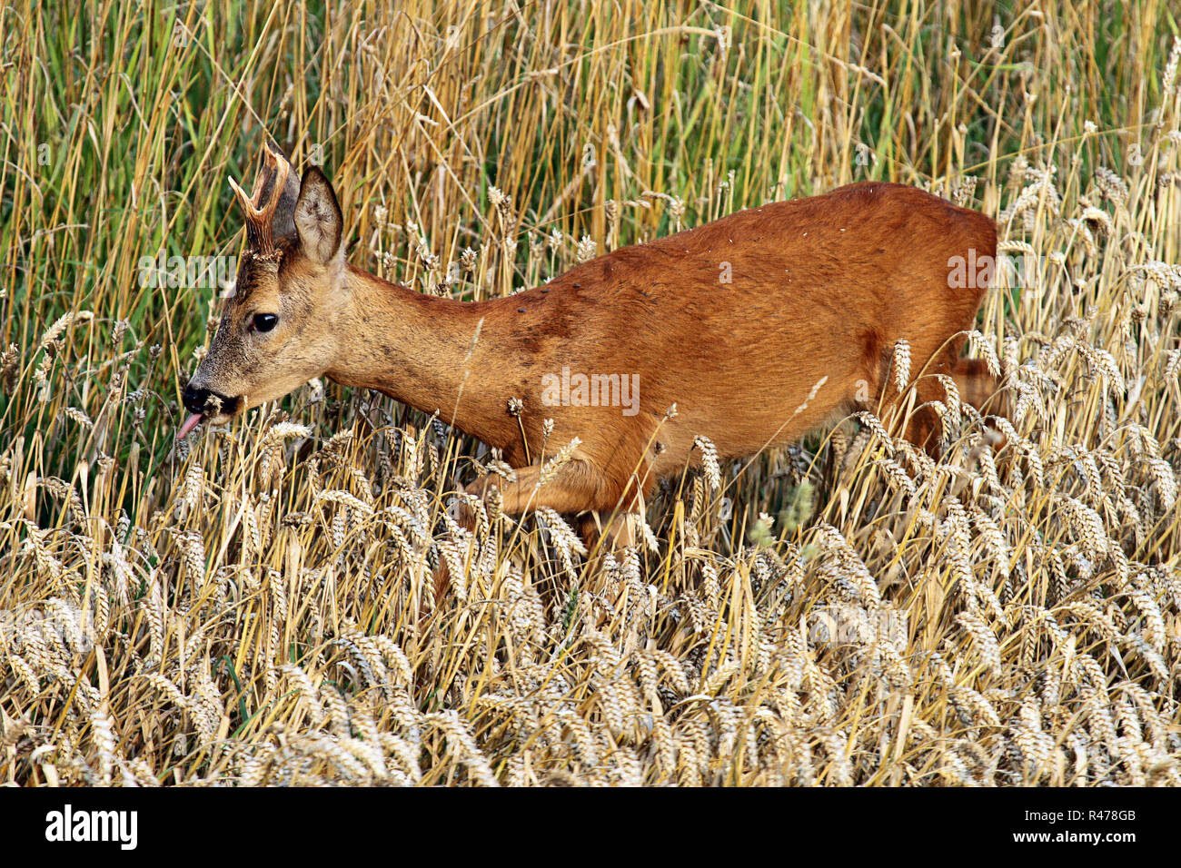 Wiederka uen hi-res stock photography and images - Alamy
