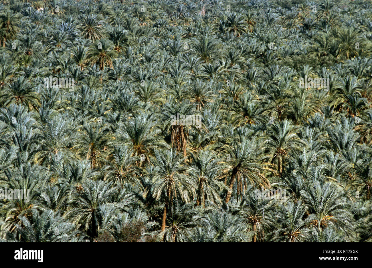 Dates libyan hi-res stock photography and images - Alamy