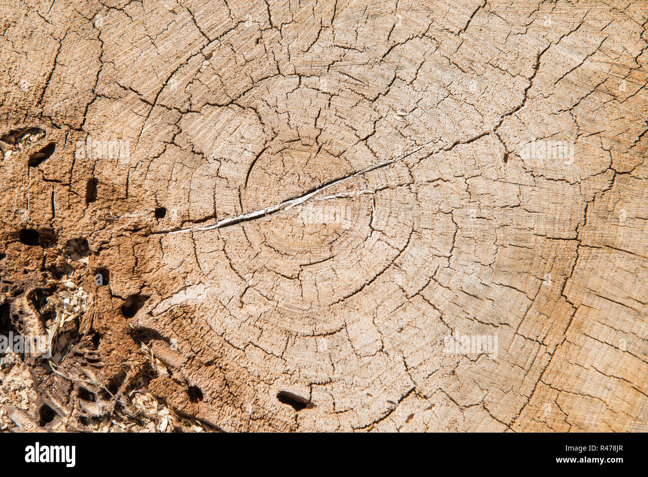 Full frame closeup of cut tree trunk stump in the native forest at ...