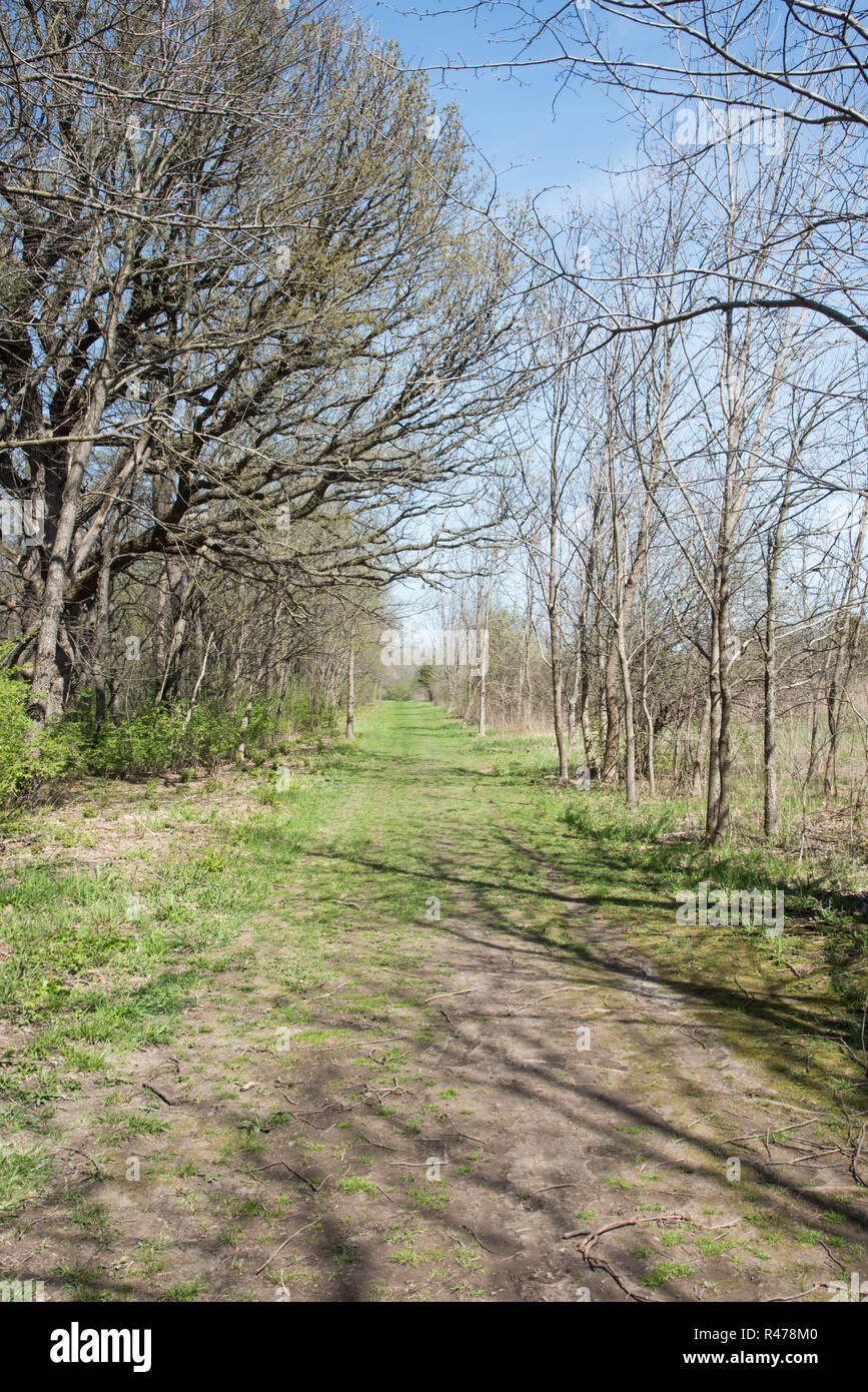 Grassy trail in the native forest at McDowell Grove Preserve in ...