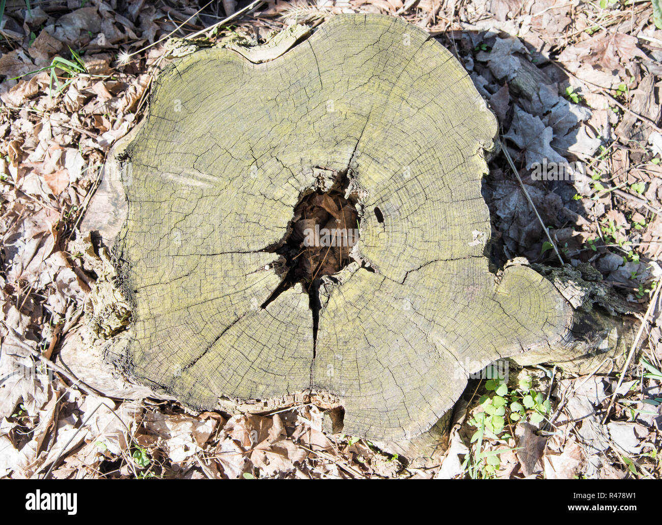 Cut tree stump on the forest floor at McDowell Grove Preserve in ...