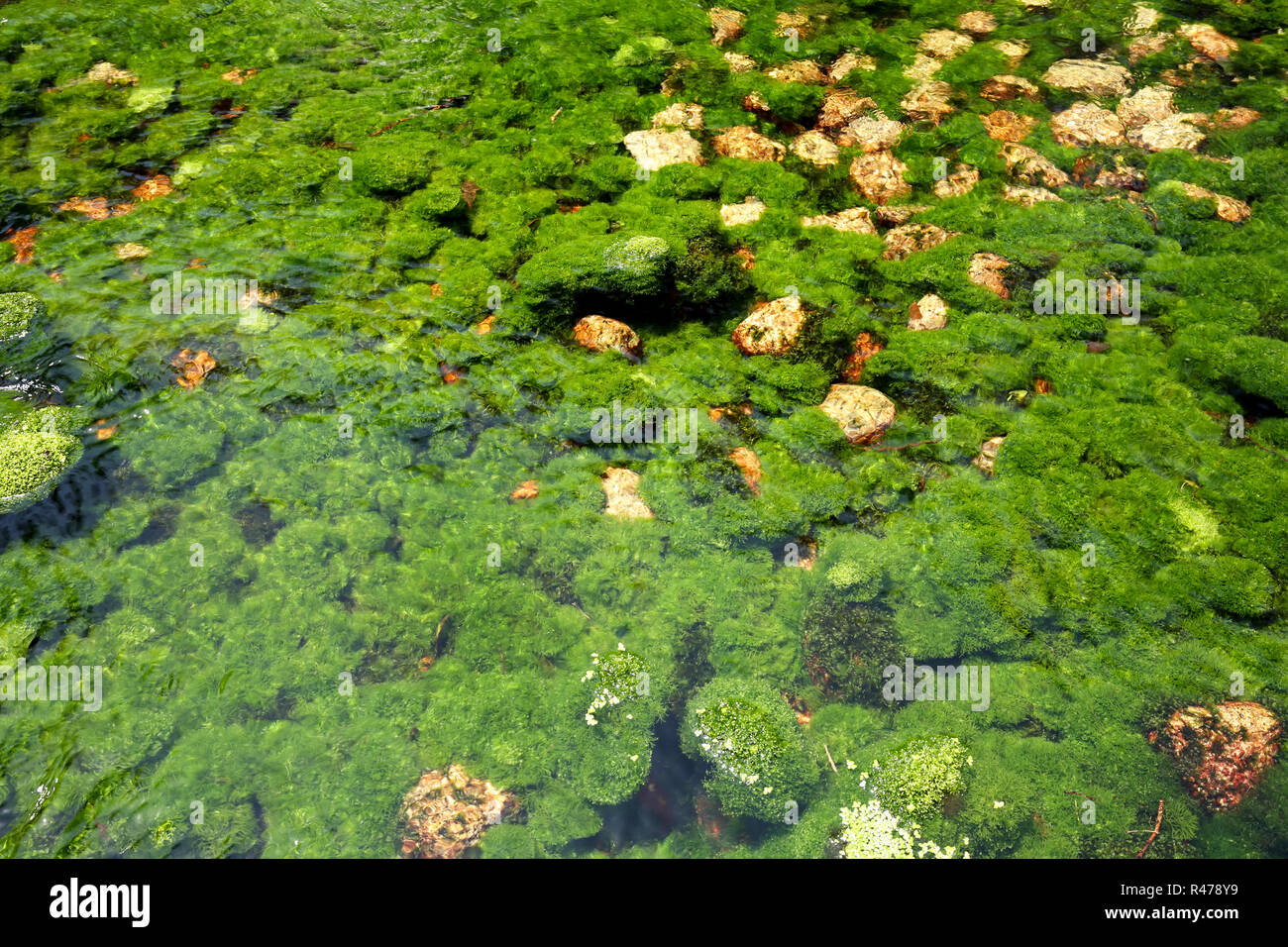 Algae underwater plant hi-res stock photography and images - Alamy