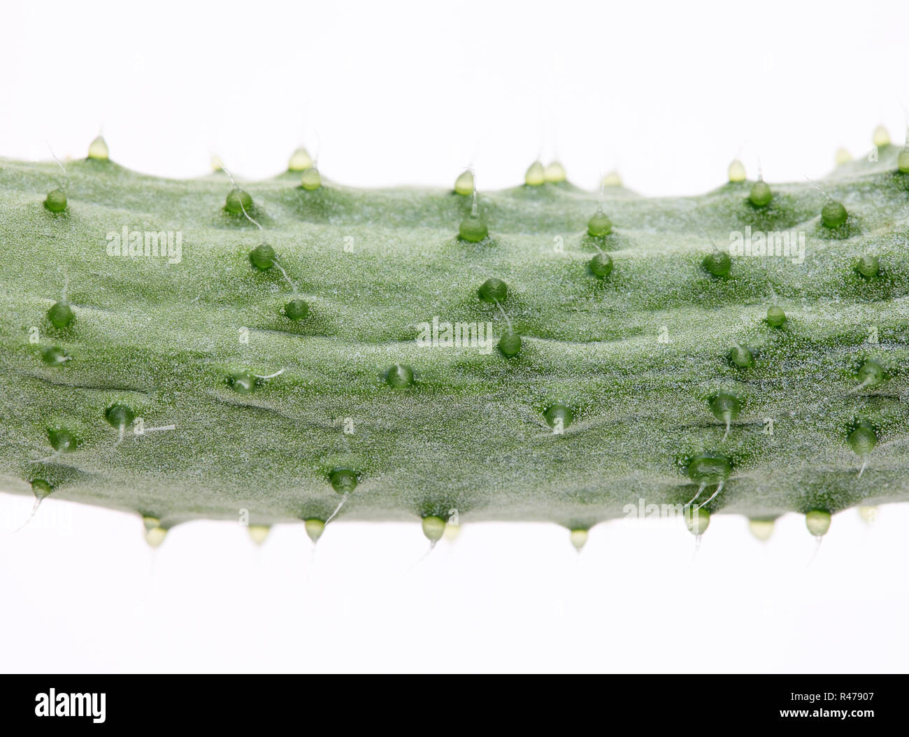 Thorn cucumber hi-res stock photography and images - Alamy