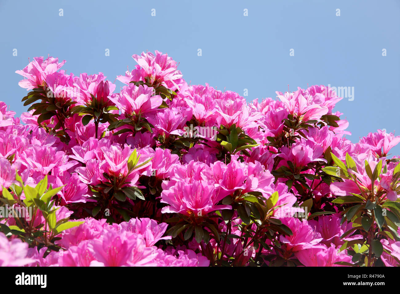 Violet blue azalea hi-res stock photography and images - Alamy