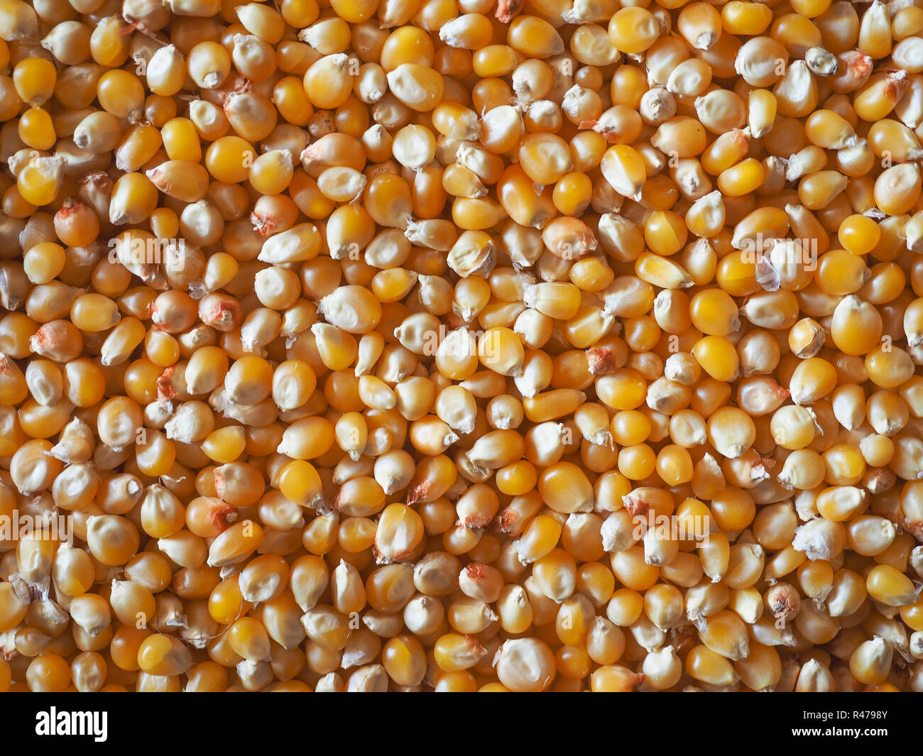 Pop corn maize Stock Photo - Alamy