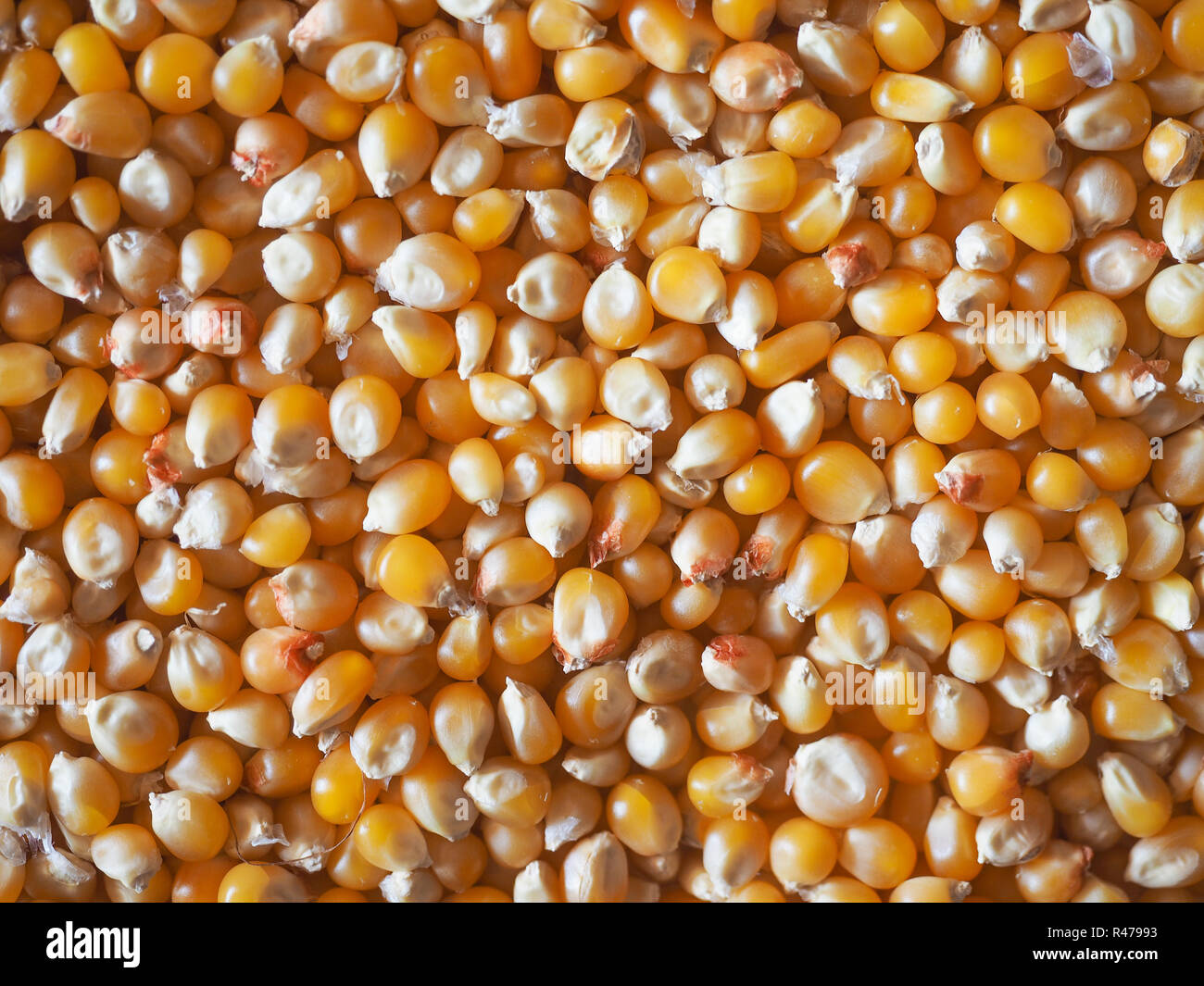 Pop corn maize Stock Photo - Alamy