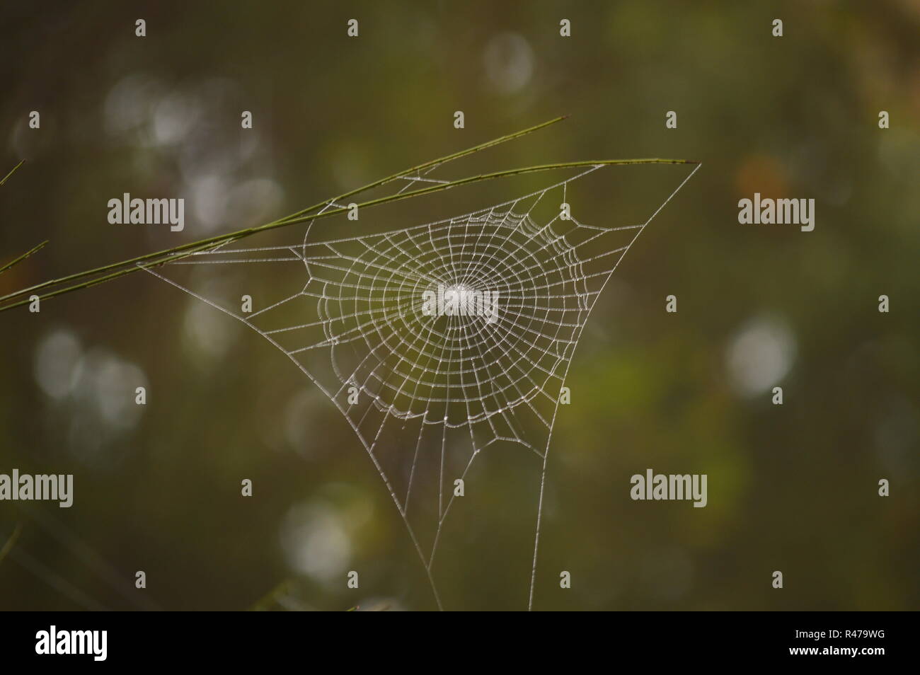Wonderful Spider Web In Medulas Ancient Roman Gold Mine In A Day With A ...