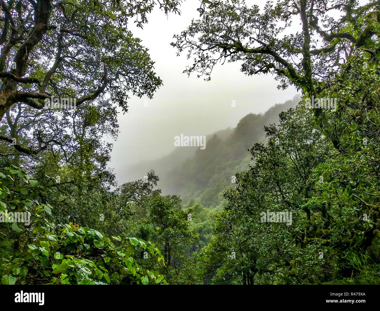 forest road during a trek, Binsar Wildlife Sanctuary, rainy season ...