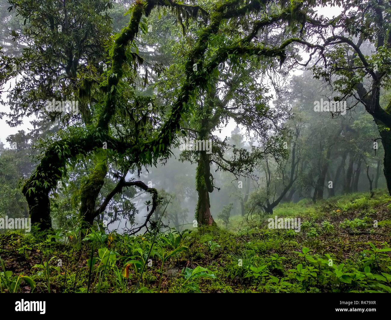 forest road during a trek, Binsar Wildlife Sanctuary, rainy season ...