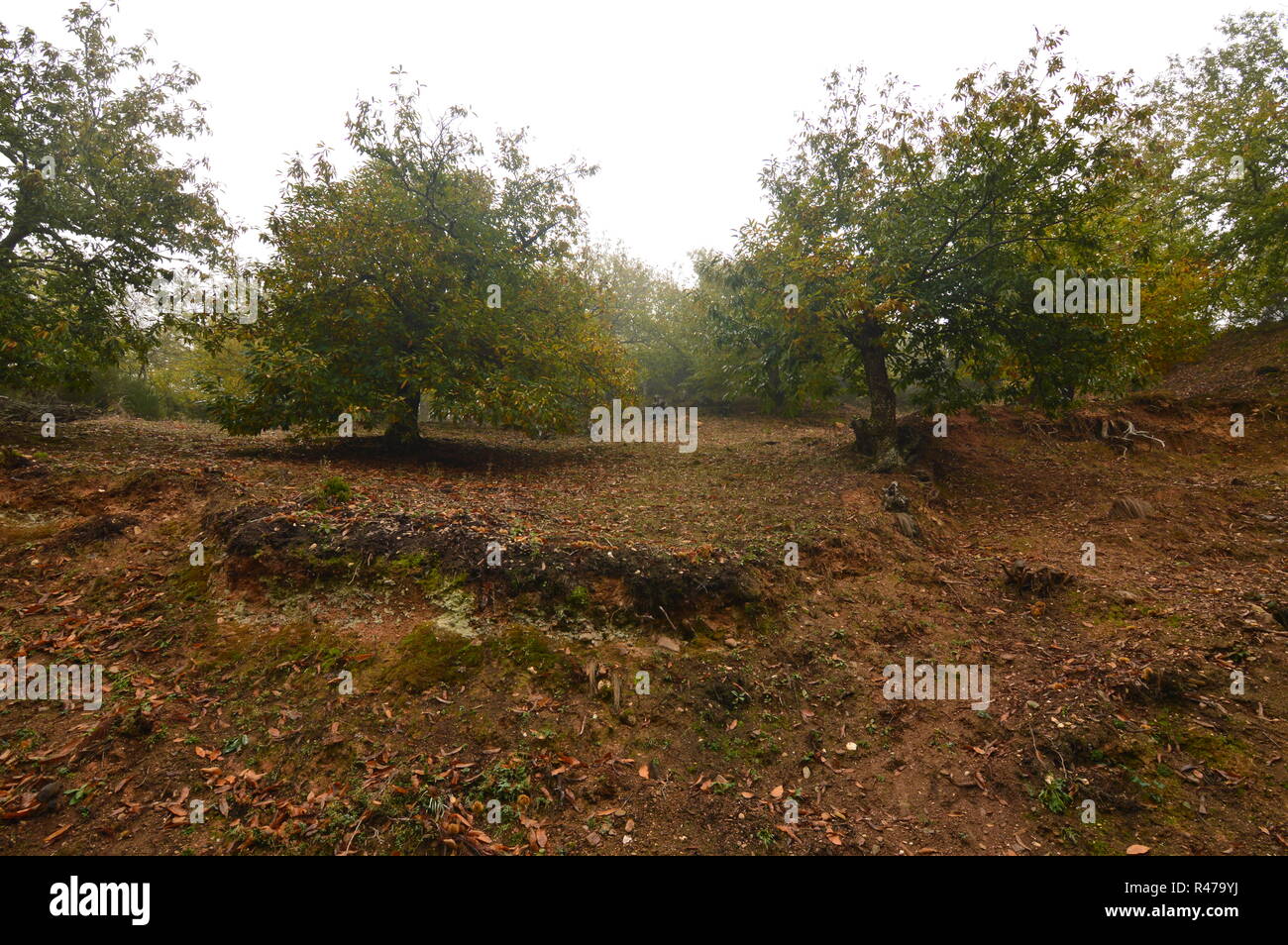 Chestnut Tree Forest Very Leafy Full Of Chestnuts On The Ground On A ...