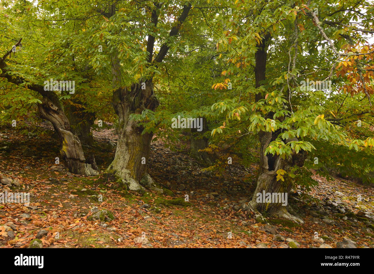 Chestnut Tree Forest Very Leafy Full Of Chestnuts On The Ground On A ...