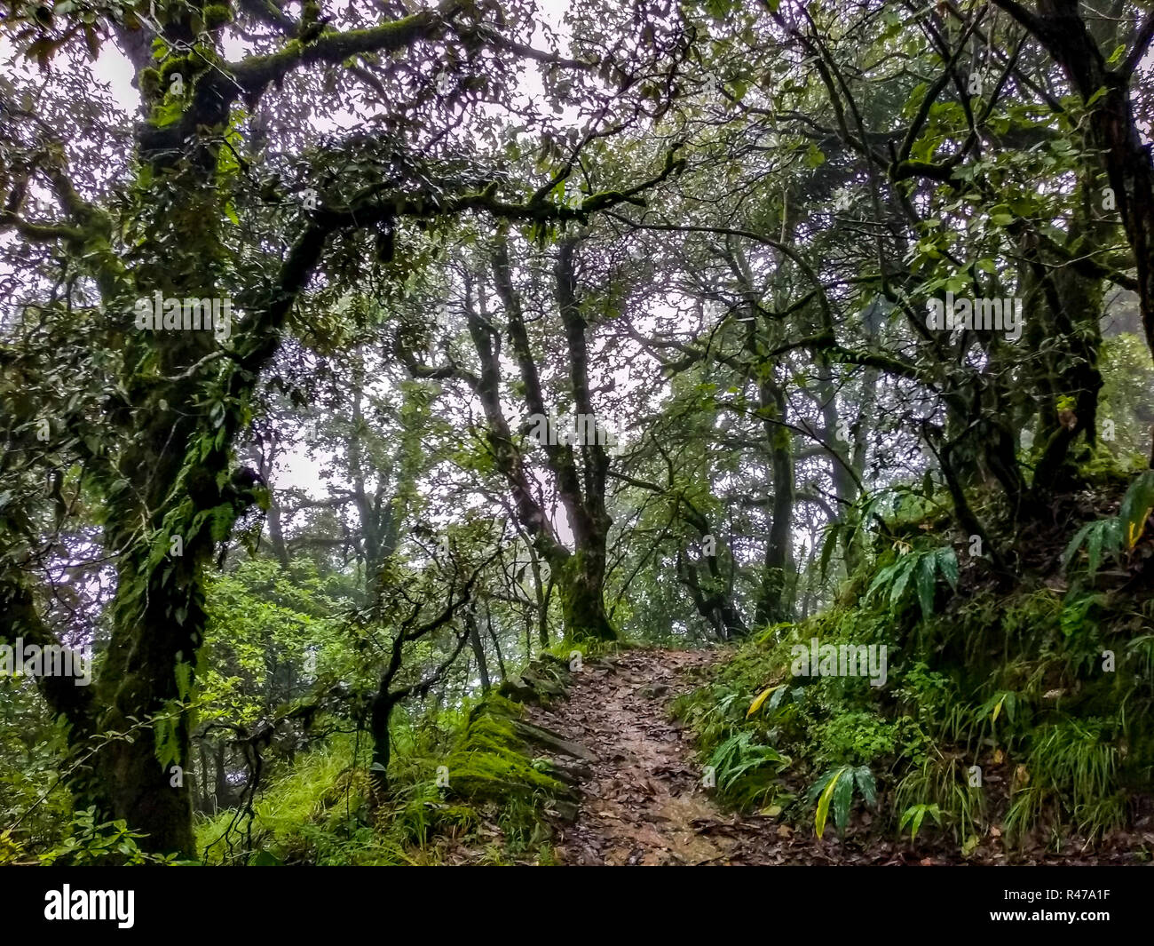 forest road during a trek, Binsar Wildlife Sanctuary, rainy season ...