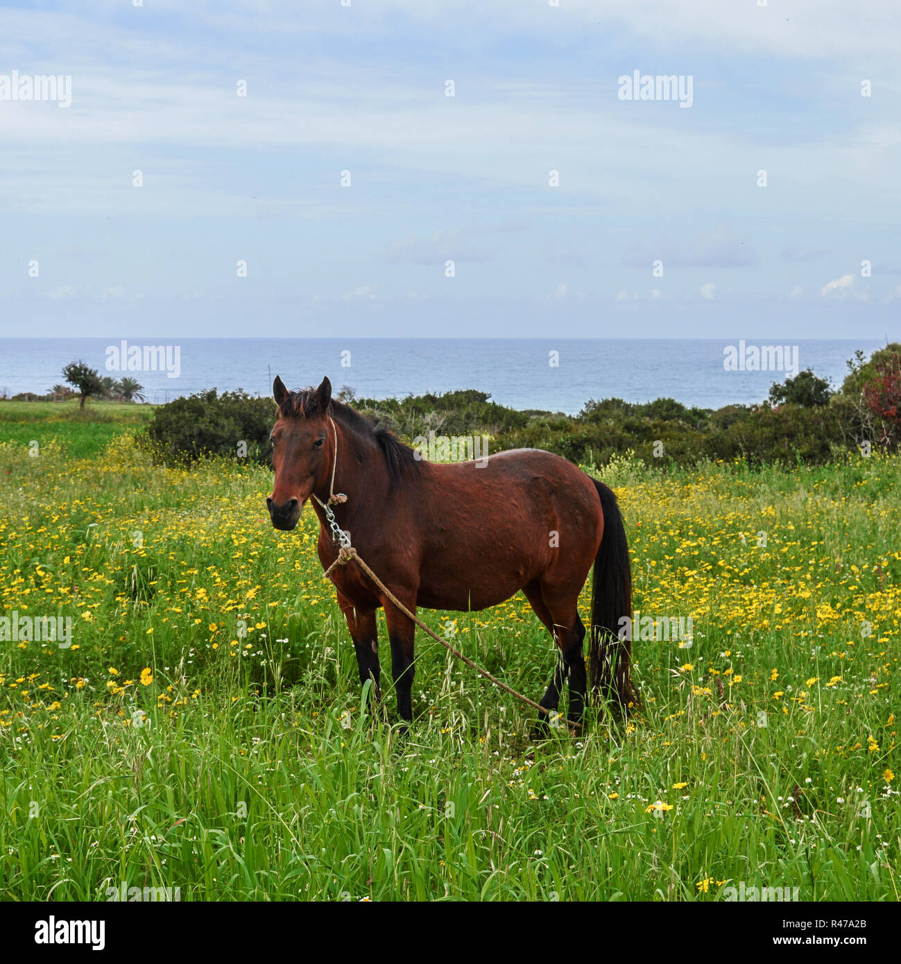 Akamas forest cyprus hi-res stock photography and images - Alamy